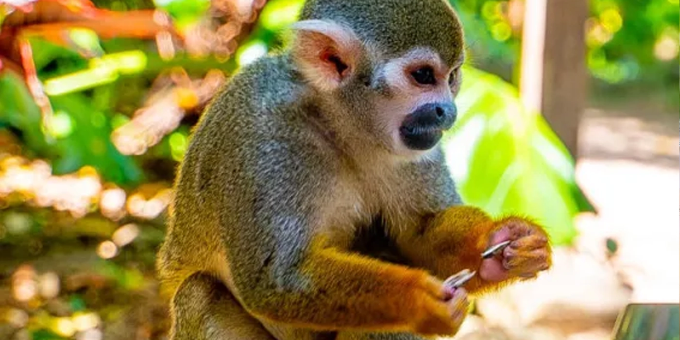 Monkeyland Punta Cana - DD Travel